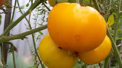 Tomato Golden King