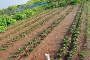 mittlider နည်းလမ်းဖြင့်အာလူးစိုက်ပျိုးခြင်းနှင့်အားနည်းချက်များနှင့်အားနည်းချက်များ