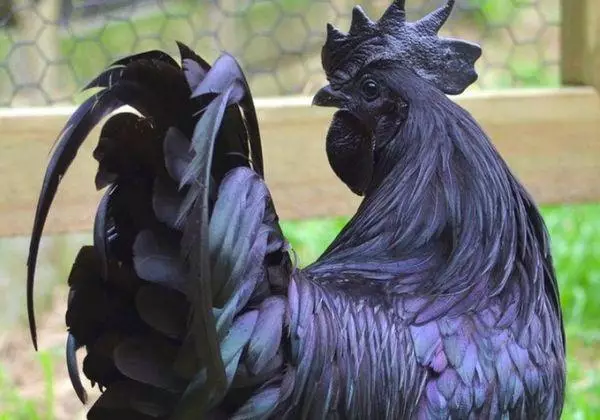 Black Rooster.