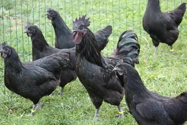 黒い鶏