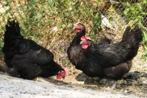 Descrición 6 das mellores razas de galiñas con plumagem negro e regras de contido