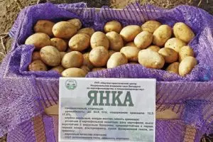 Description of the yank potato variety, the features of cultivation and care