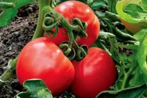 Beschreiwung vun der Varietéit vun Tomaten gestreckt a seng Charakteristiken