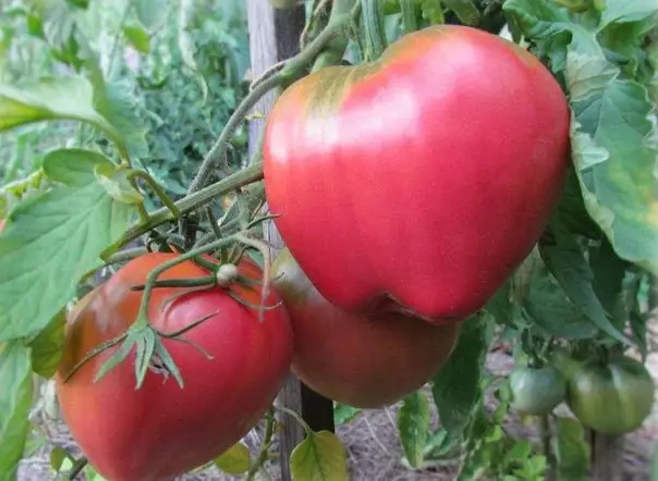 Tomatoes Bayyanya