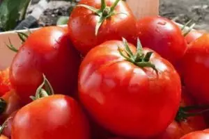Descrição do Grau inicial de Tomate Lark e suas características