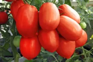 Descrição da variedade de tomate Tsarevna Swan, suas características e rendimento