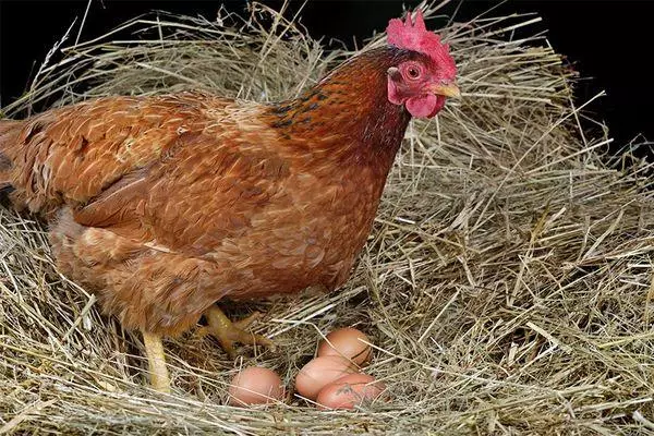 Kana munoilla