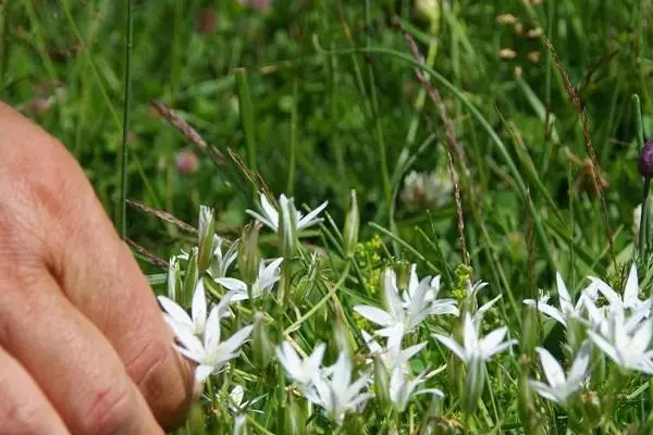 Soin de la plante