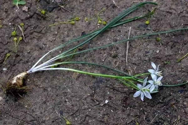 Voorbereiding vir oorplanting