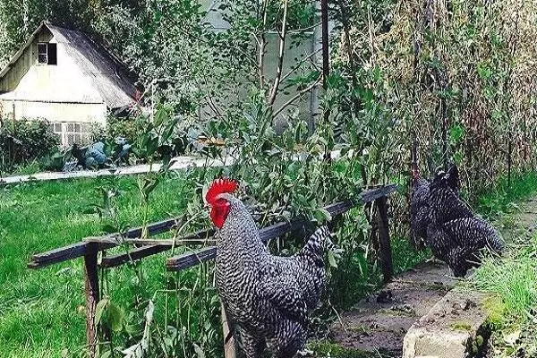 Ayam jantan di pameran