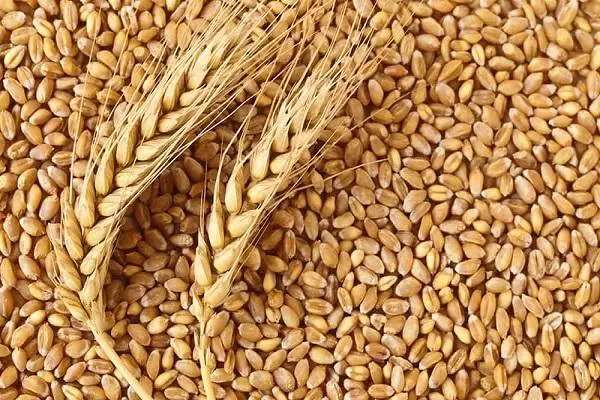 Žito pšenice