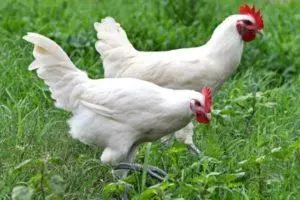 Beschrijving van kippen van rotsen Loman White White and Content Rules