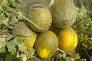 Ukuchazwa kwezinhlobonhlobo ze-melon collective Farmer, ubuciko bokutshala kanye nesivuno