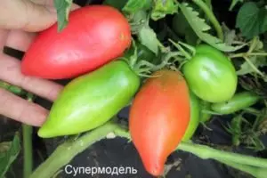 Ominaisuus ja kuvaus erilaisten tomaatin supermodel