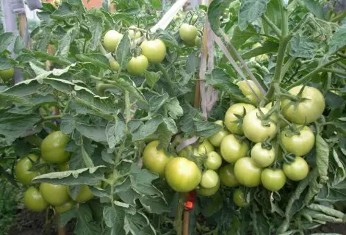 Idomo tomati ni ilẹ-ìmọ