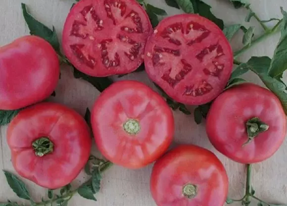 Penampilan tomat warna pink