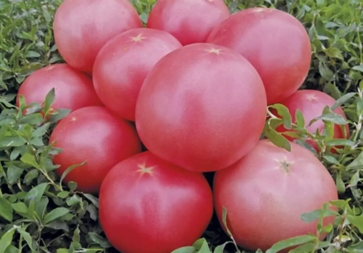 Pomodoro rosa cespuglio f1 sul giardino