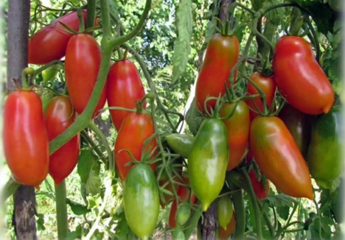 Arbustos de tomate Fronteras francesas