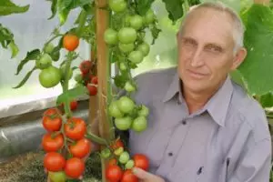 Descrición da variedade de tomate únicos Kulchitsky, características de cultivo e coidado