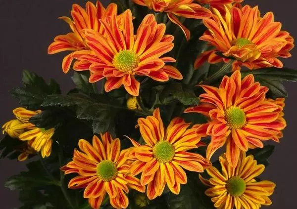 Chrysanthemums Olandiż