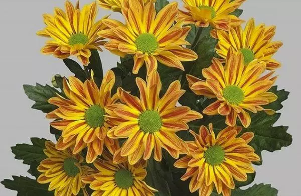 ফুল chrysanthemum.