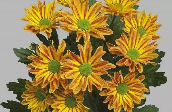 Gėlės Chrysanthemum.