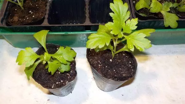 পাত্র মধ্যে seedlings.