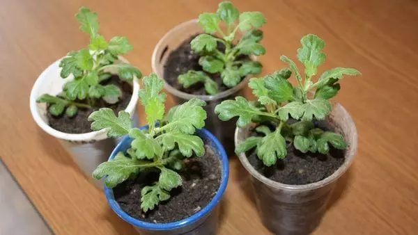 Sprouts chrysanthemum