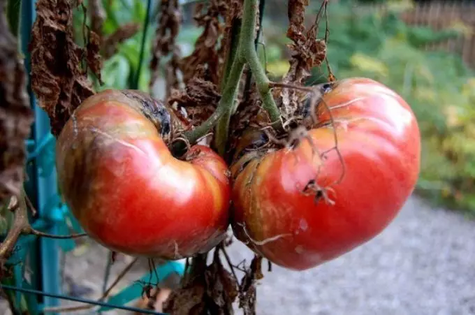 phytoft na tomato na ala