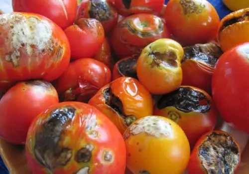 phytoft na tomato