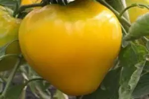 Përshkrim Domate Artë Mbreti domate, tiparet e rritjes dhe kujdesit