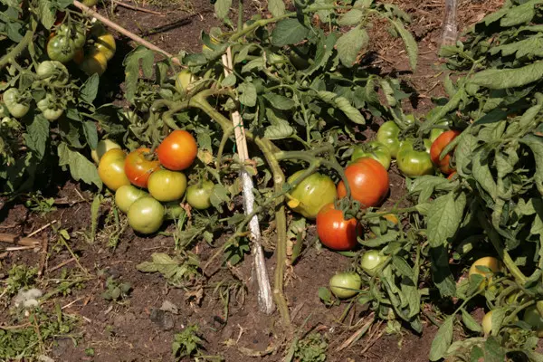 Tomatos Gradd gyntaf yn yr ardd