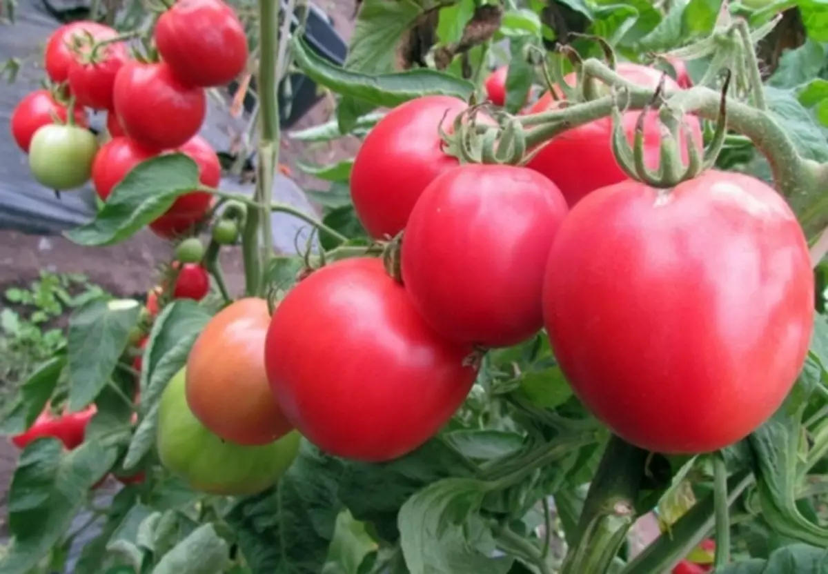 Tomates d'abord dans le sol ouvert