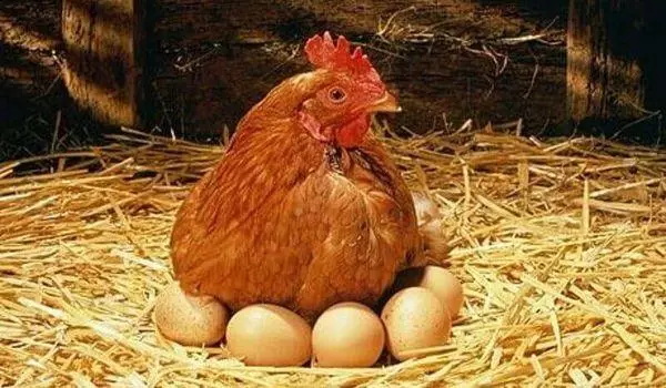 Kuře na vejcích