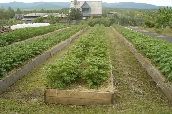 Մենակ եւ պարարտացում