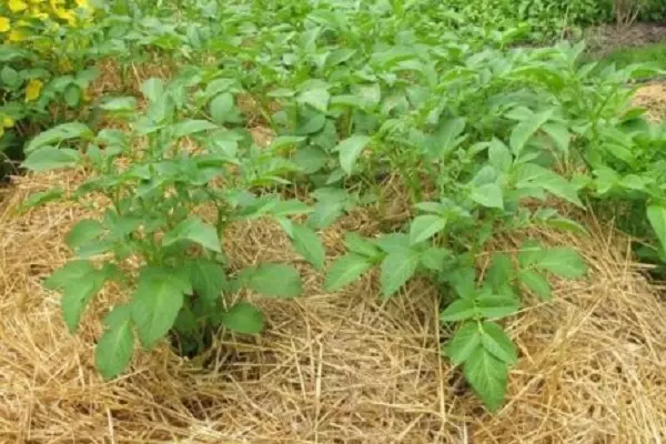 ರೋಗಗಳ ಅಭಿವೃದ್ಧಿ