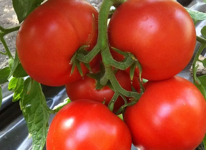 Tomat god f1 på haven