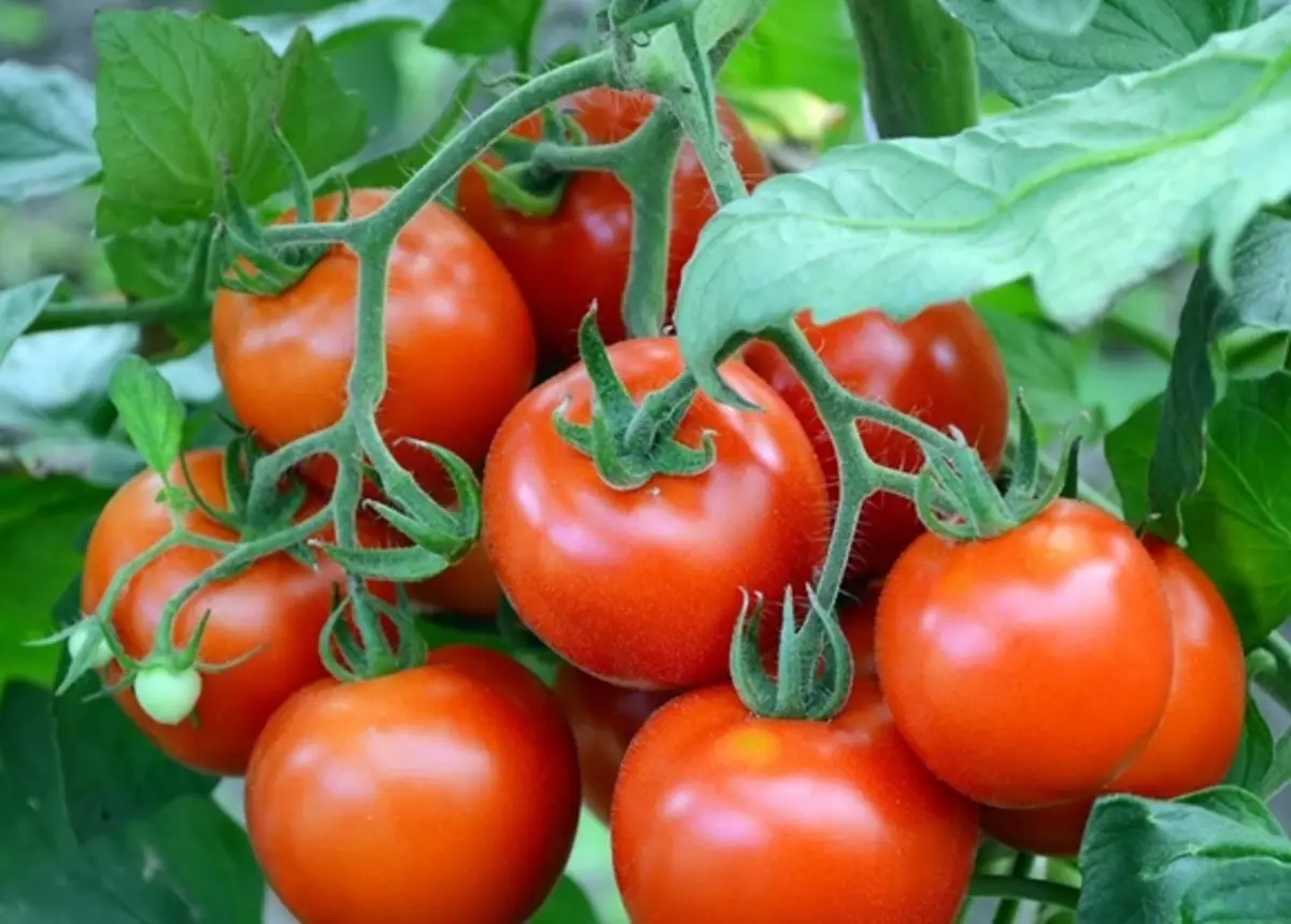 Tomato llwyni da f1