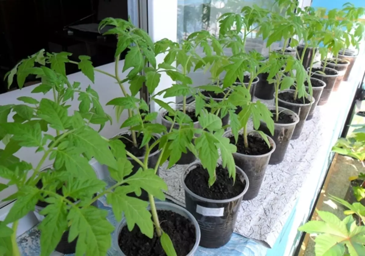 Tomato Seedlings Good F1