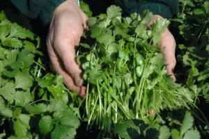 Descrición das mellores variedades de cilantro (Kinse), propiedades e cultivos beneficiosos