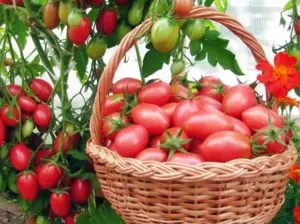 Karakteristisk og beskrivelse af sorten af ​​tomat Chio Chio SAN, dens dyrkning og udbytte