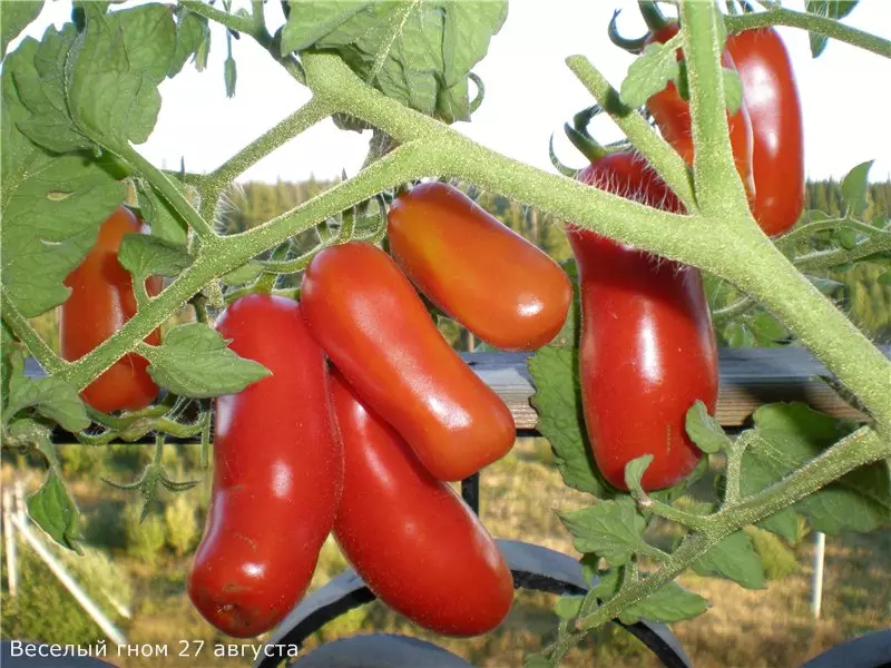 Feliz tomate gnomo em terra aberta
