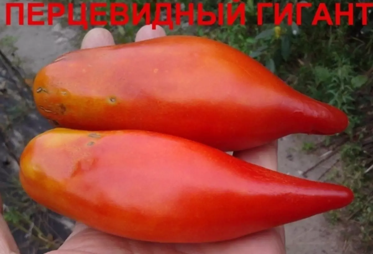 graduell giganteschen Tomaten