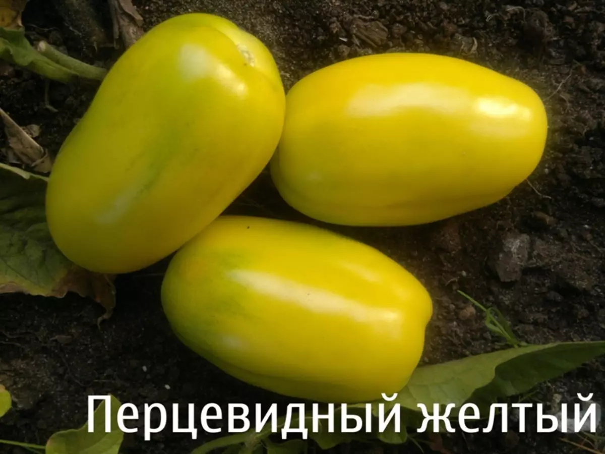 Paprika žuta rajčica