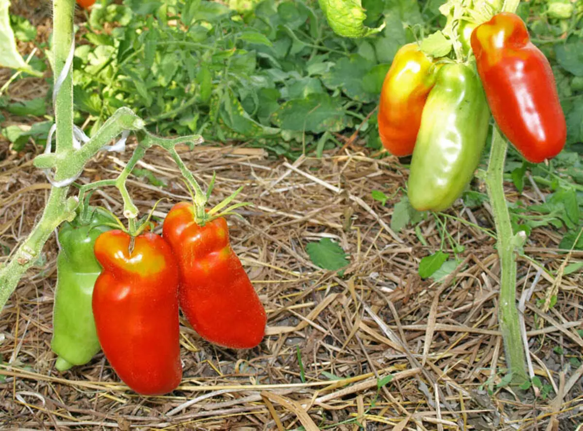 Pepper crvena rajčica na vrtu