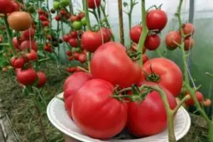 Caracteristici și descrierea varietății de apus de tomate de zmeură