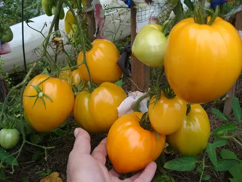 Гроздобер домат.