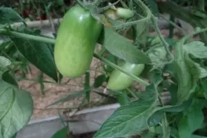 Pomidoryň ýa-da hasylyň beýany