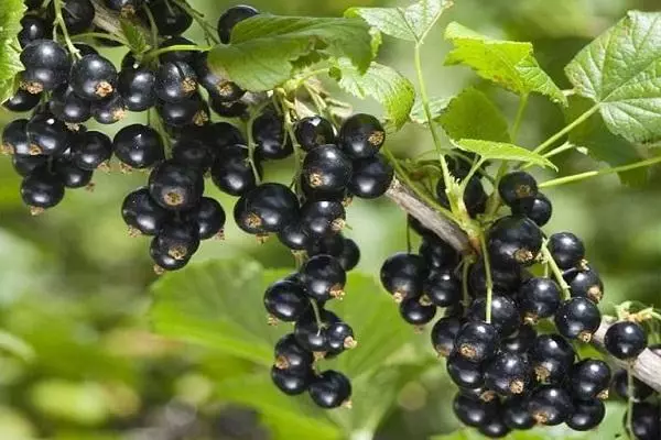 Browdi Berries