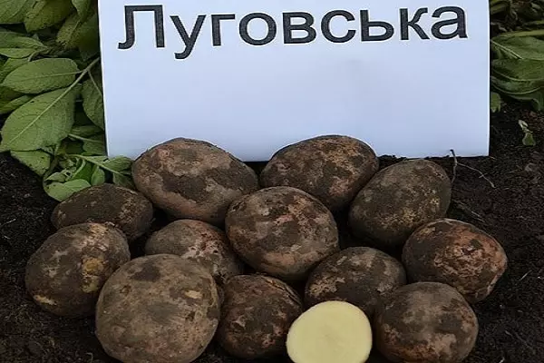 Potatoes Lugovsky